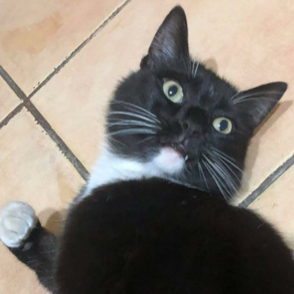 Action Kid – Gretopia.com